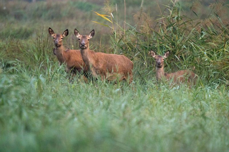 Malattia del cervo zombie: di cosa si tratta e perché preoccupa ...