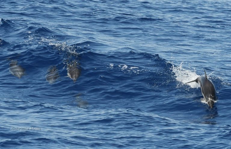 Decifrare il linguaggio dei delfini con l’AI: ecco DolphinGemma, il ...